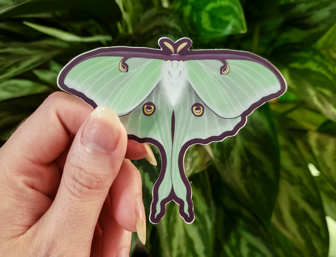 Vinyl Sticker - Luna Moth Decal - Etsy
