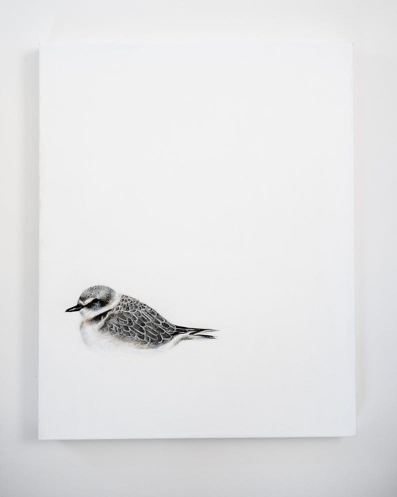 Resting Snowy Plover Sticker - Etsy