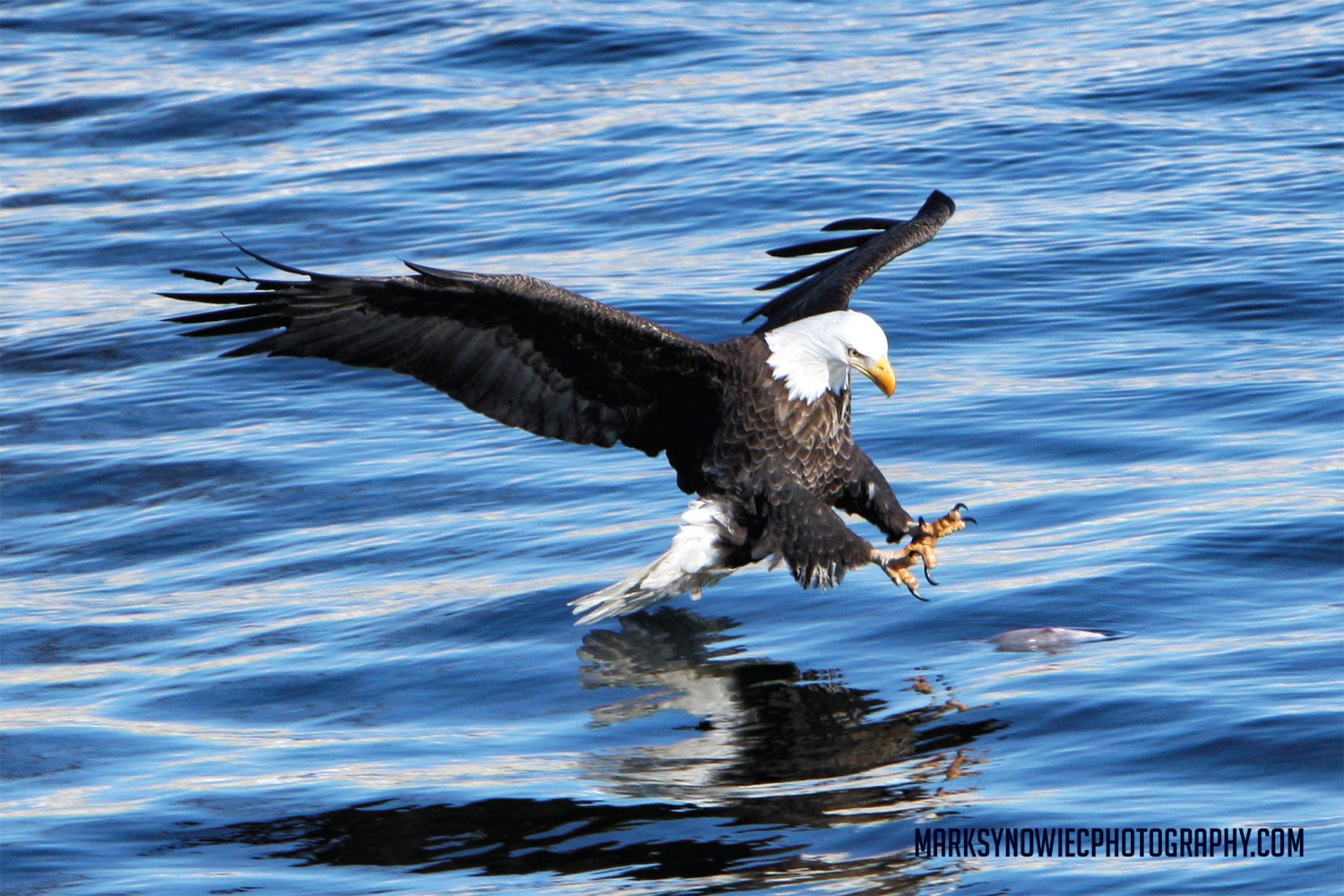 American Bald Eagle Canvas Wrap Print - Etsy