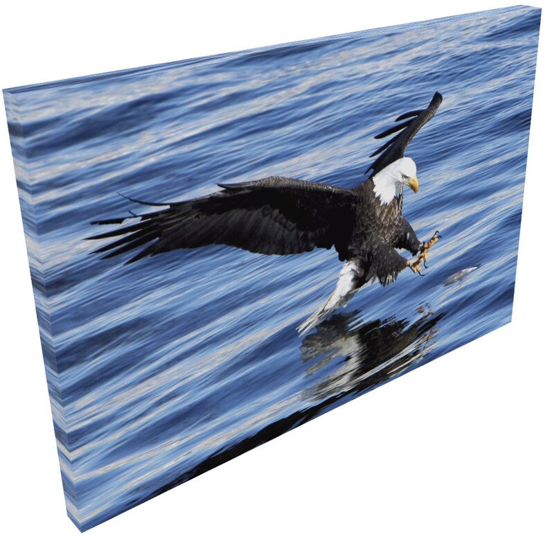 American Bald Eagle Canvas Wrap Print - Etsy