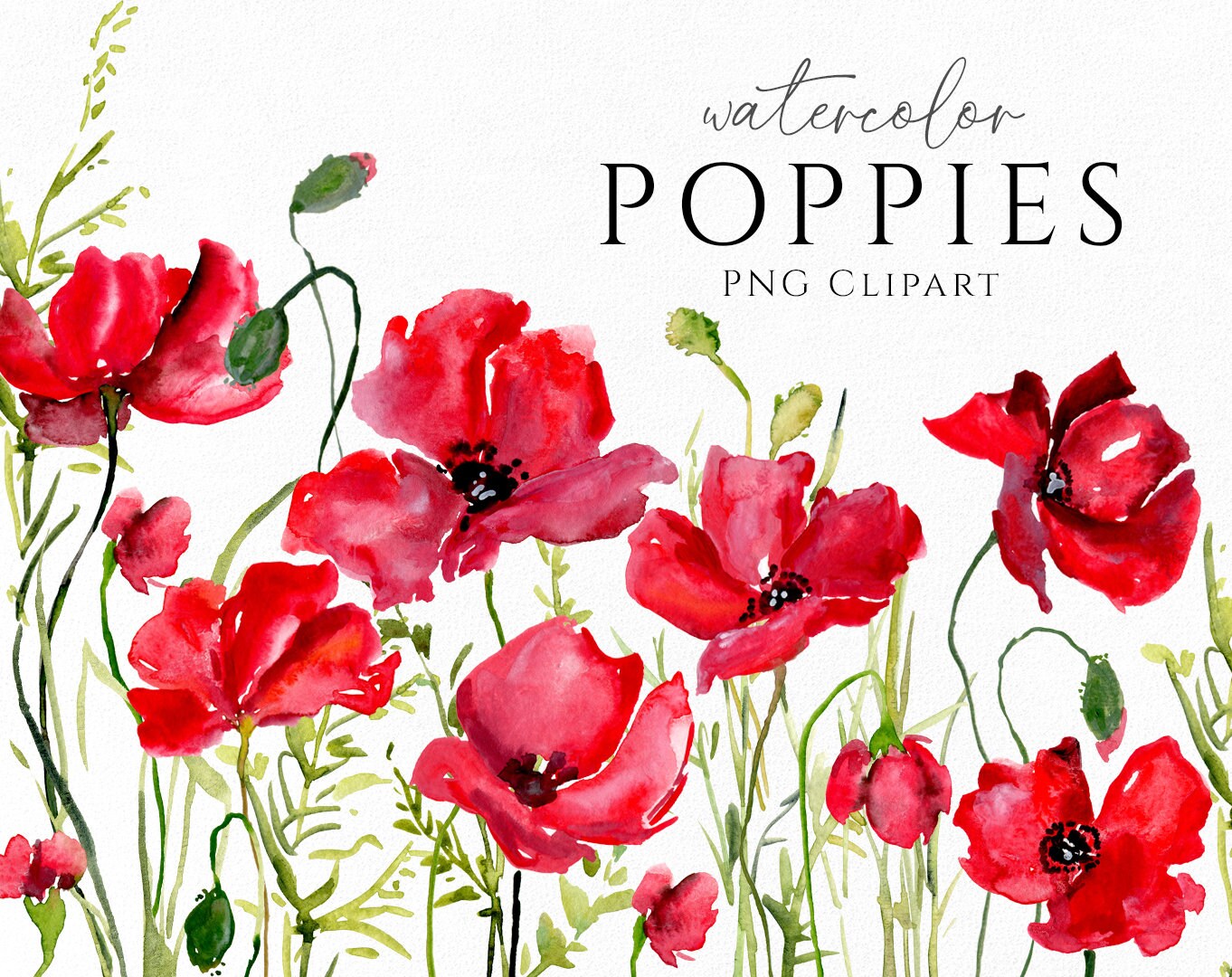 Watercolor Poppy Flowers