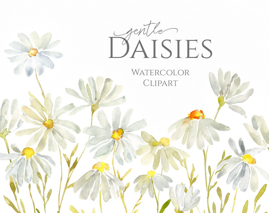 Watercolor Daisies Flowers Clipart White Floral Chamomile Wedding Clip ...