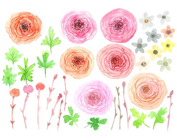 Ranunculus Watercolor