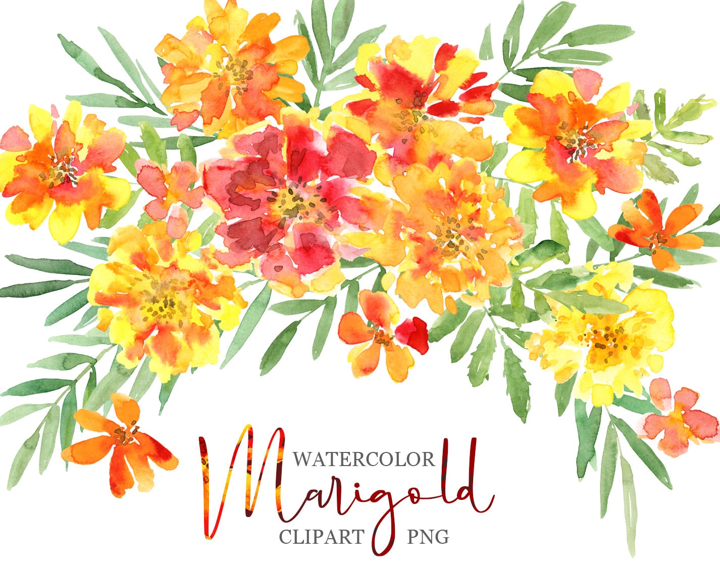 Marigold Clipart