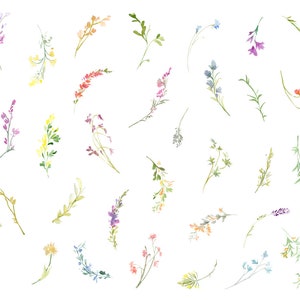 Watercolor Floral Clipart Wild Meadow Flowers Wildflowers Country ...