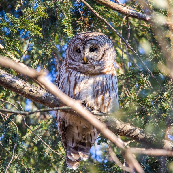 Barred Owl Photography - Etsy