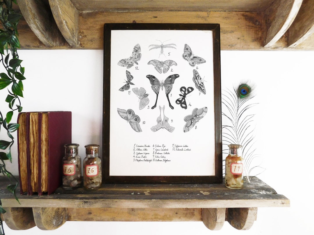Archaeolepis Moth Art Print - A4 - Recycled Paper - Antiquarian ...