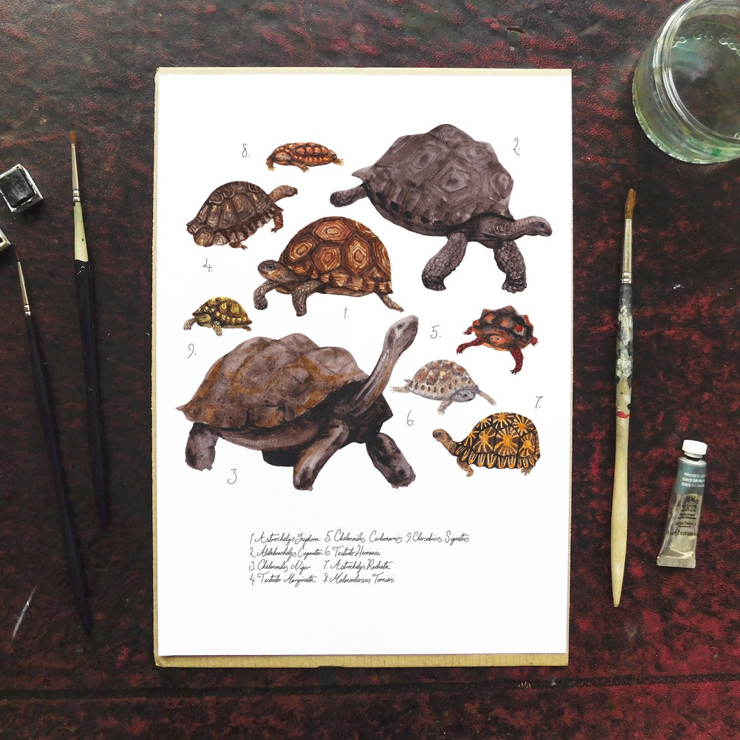 A4 Art Print - Made From Recycled Materials - Creep of Tortoises ...