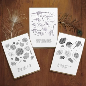 Fossils Set of 3 Art Prints - A4 - Recycled Paper - Antiquarian ...