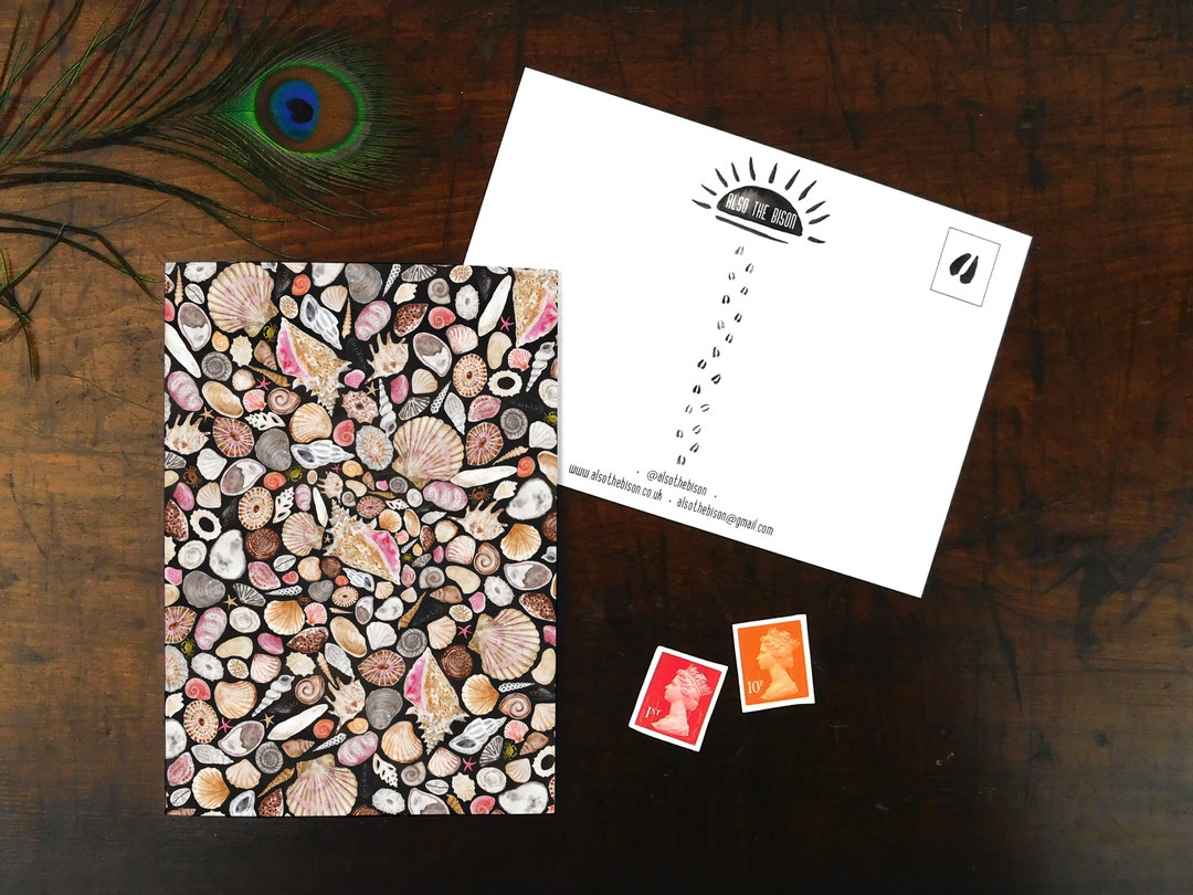 Mollusca Seashell Print Postcard - Etsy UK