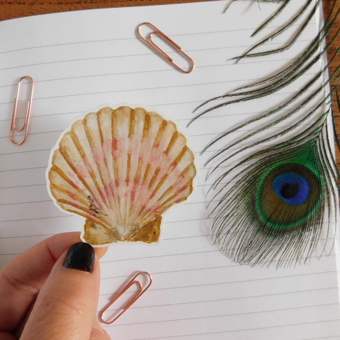 Scallop Shell Eco Paper Sticker - 100% Recyclable - Watercolour Scallop ...