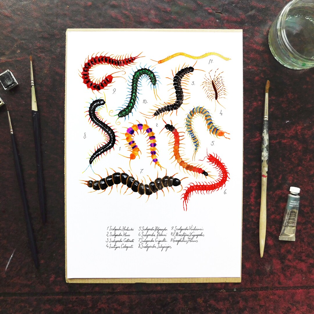 A4 Art Print - Made From Recycled Materials - Myriapoda Centipede ...