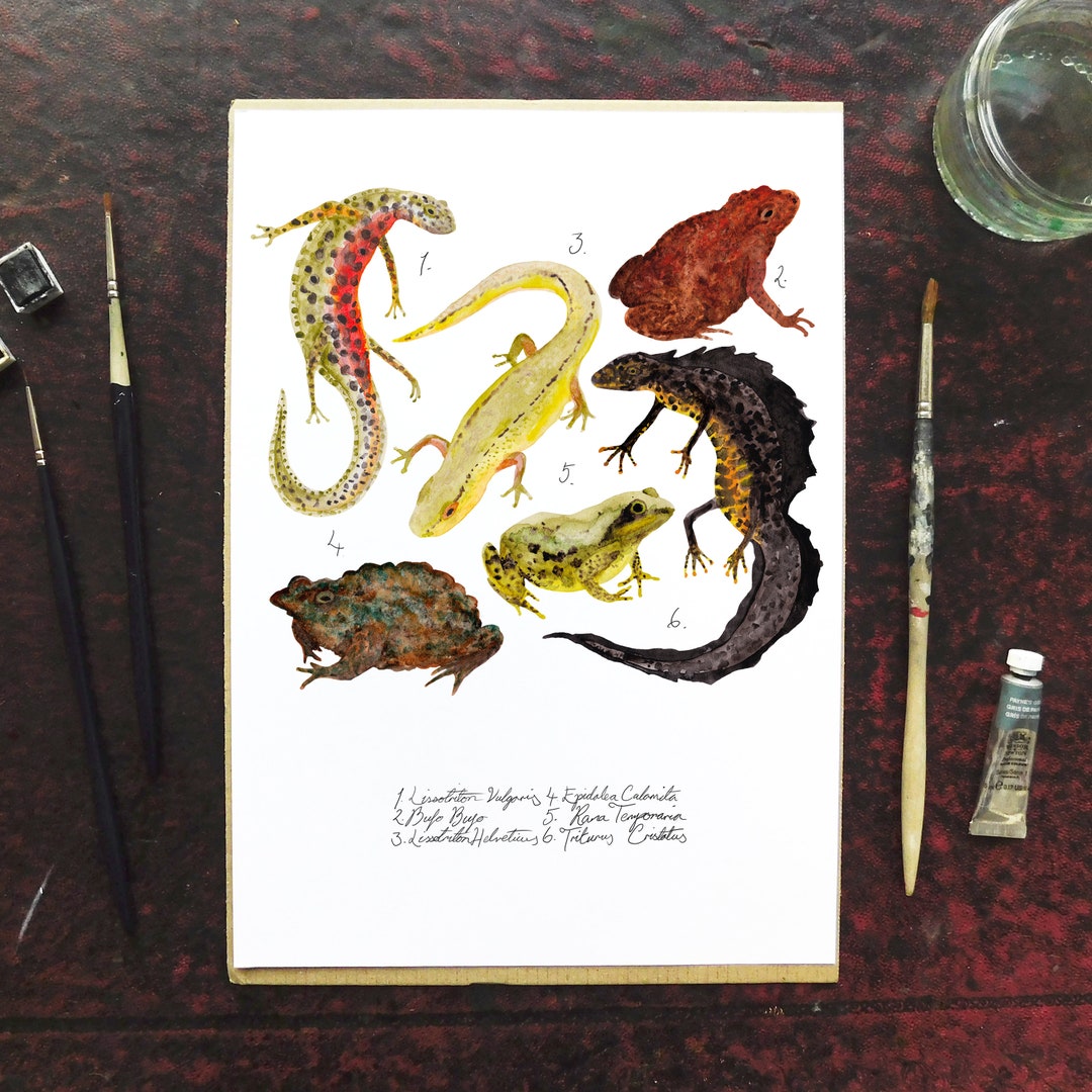 A4 Art Print - Made From Recycled Materials - Amphibia Amphibians ...