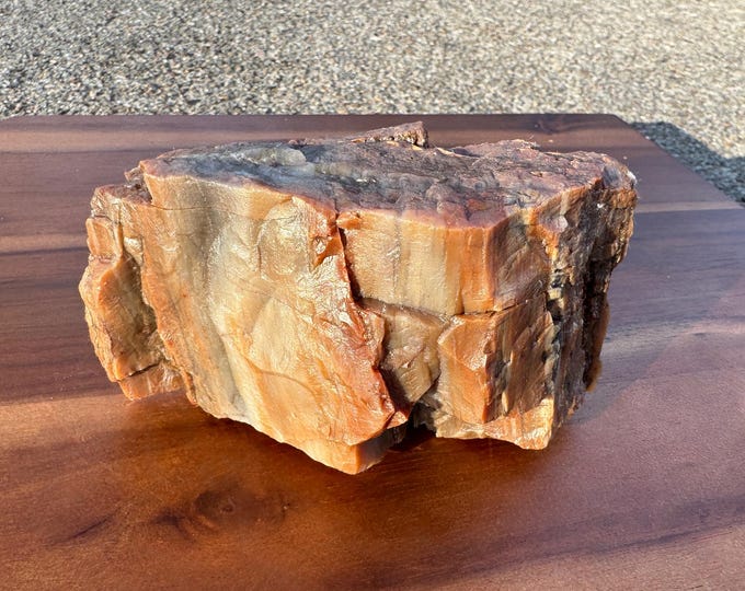 1lb - UV Reactive - Rainbow Petrified Wood From Arizona - Etsy