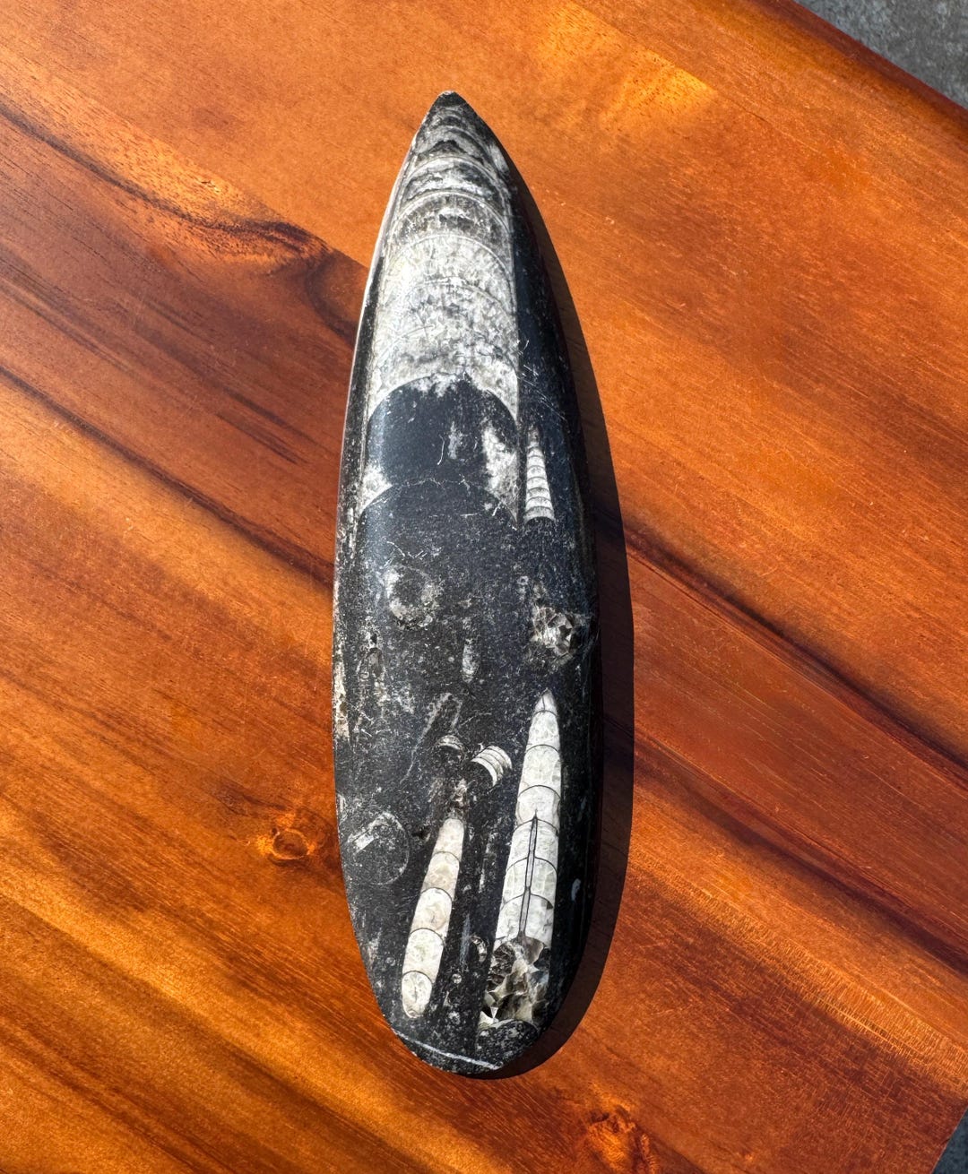 XL 7.5" Orthoceras Fossil Shield - Etsy
