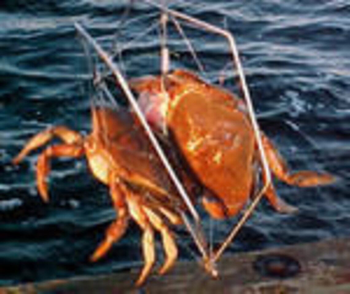 Sportys Mighty Mini Crabs Traps R BEST. FREE SHIPPING* - Etsy Canada