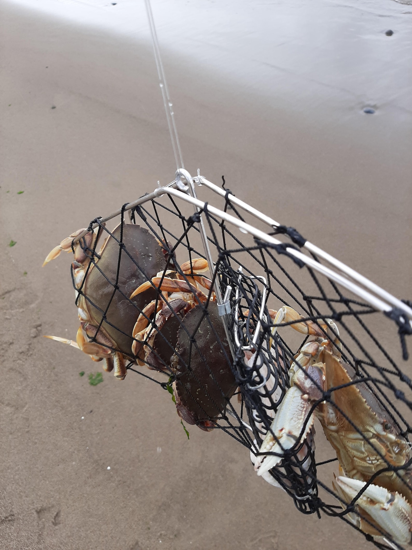 Sportys Casting Crab Traps Are BEST - Etsy