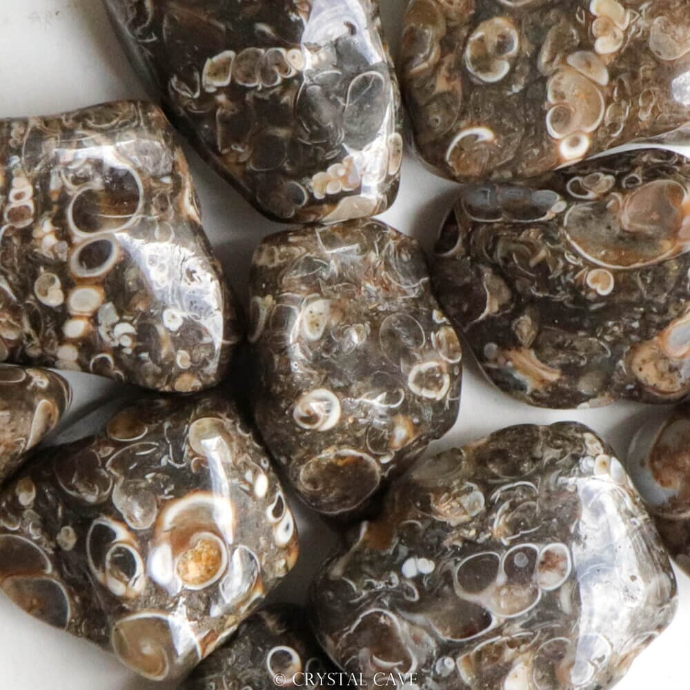 Turritella Agate Crystal - Tumbled Stone Polished Gemstone / Previous ...