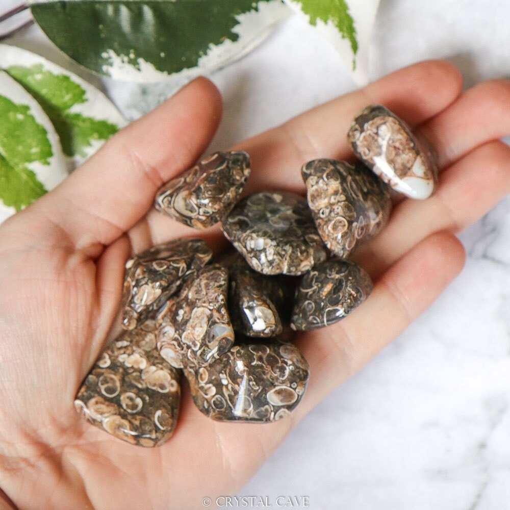 Turritella Agate Crystal - Tumbled Stone Polished Gemstone / Previous ...