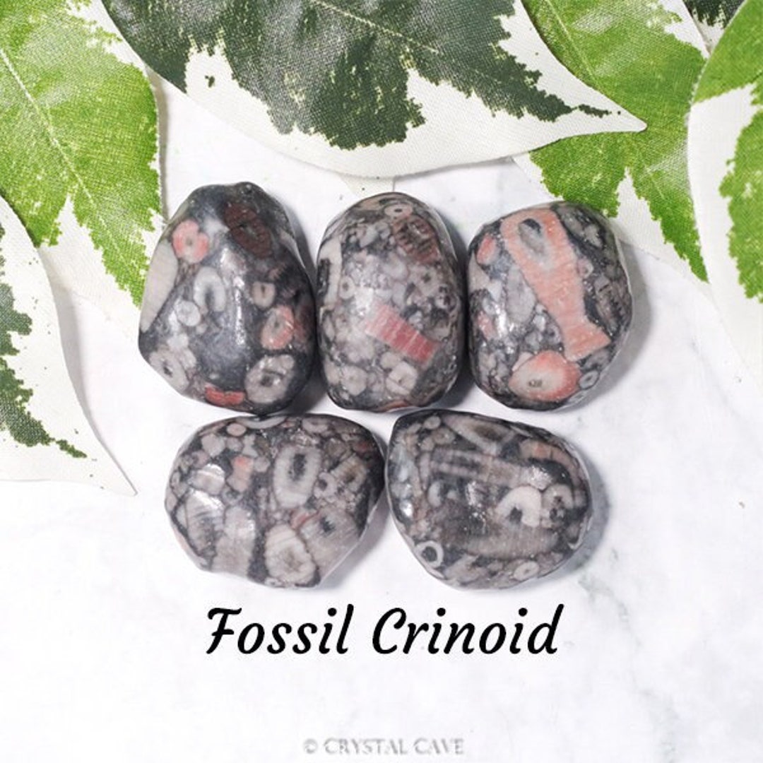 Crinoid Fossil Crystal Tumbled Stone Polished Gemstone / Harmony ...