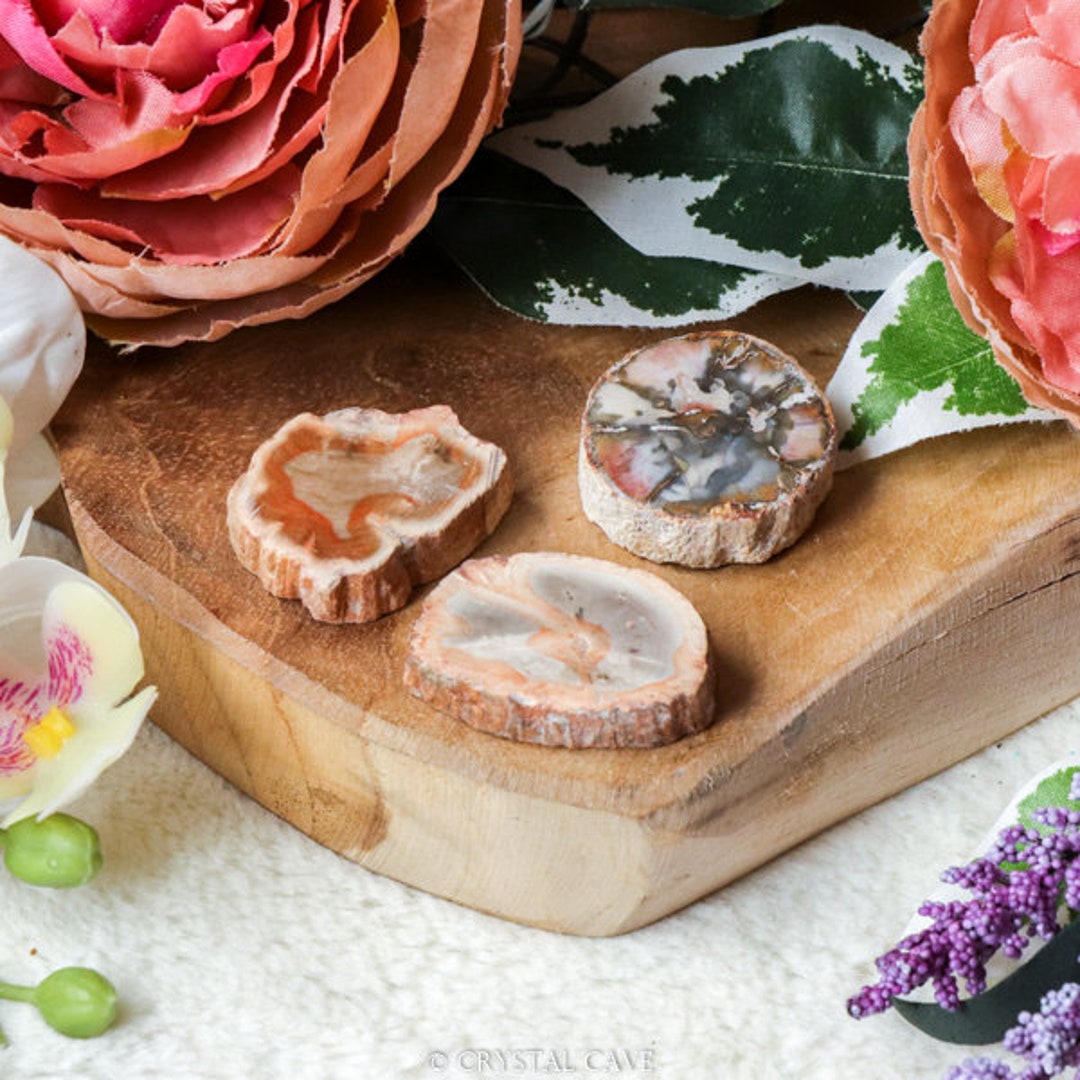 Raw Petrified Wood Disk / Rough Natural Stone Lump / Crystal Decoration ...