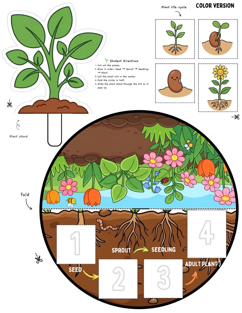 Plant Life Cycle Foldable Craft | Cut and Paste Sequencing Activity ...