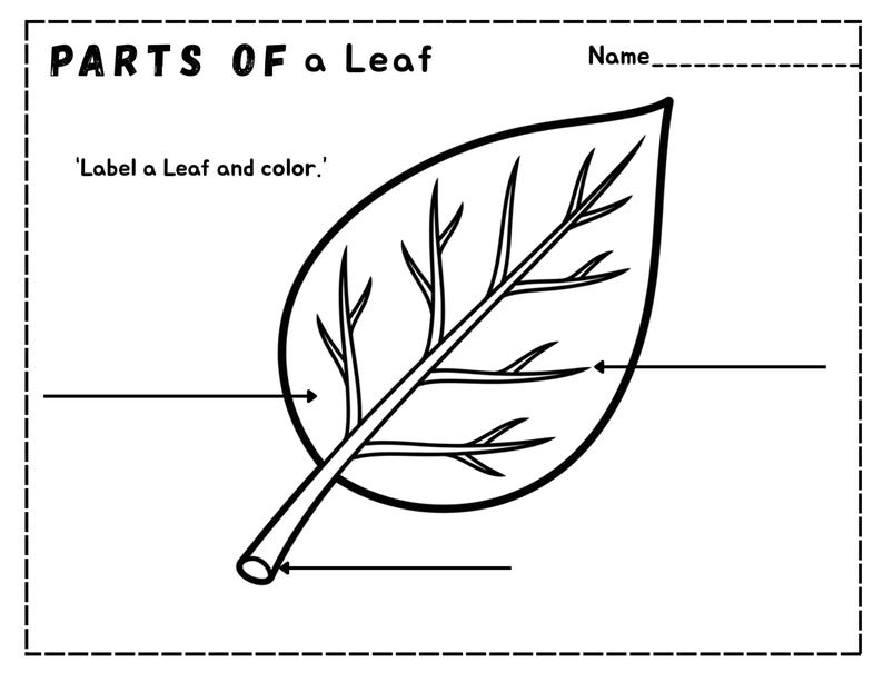 Leaf Investigation Activities | Fall Science Worksheets | Prek–1st ...