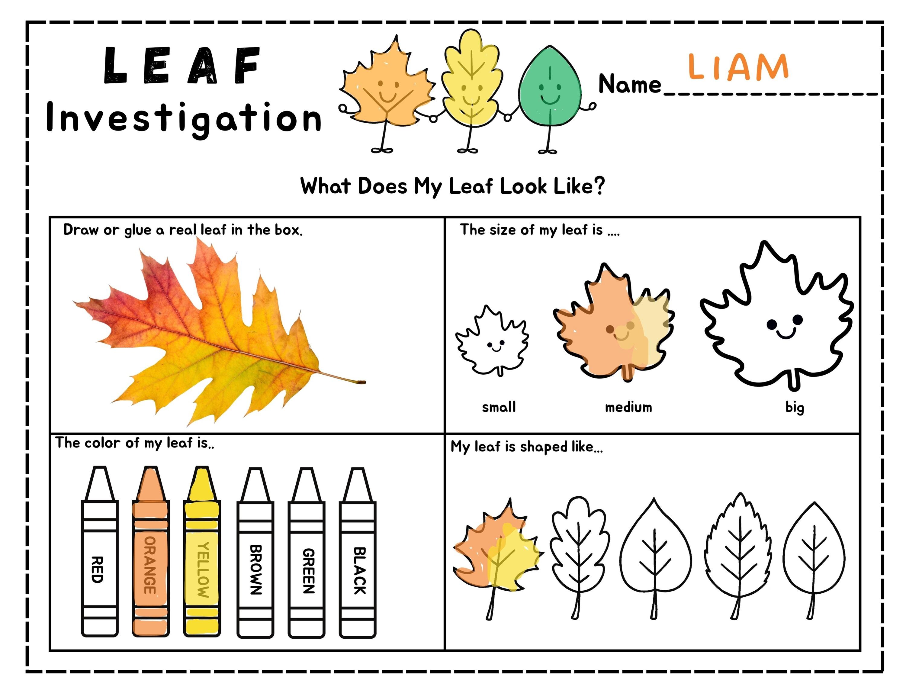Leaf Investigation Activities | Fall Science Worksheets | Prek–1st ...