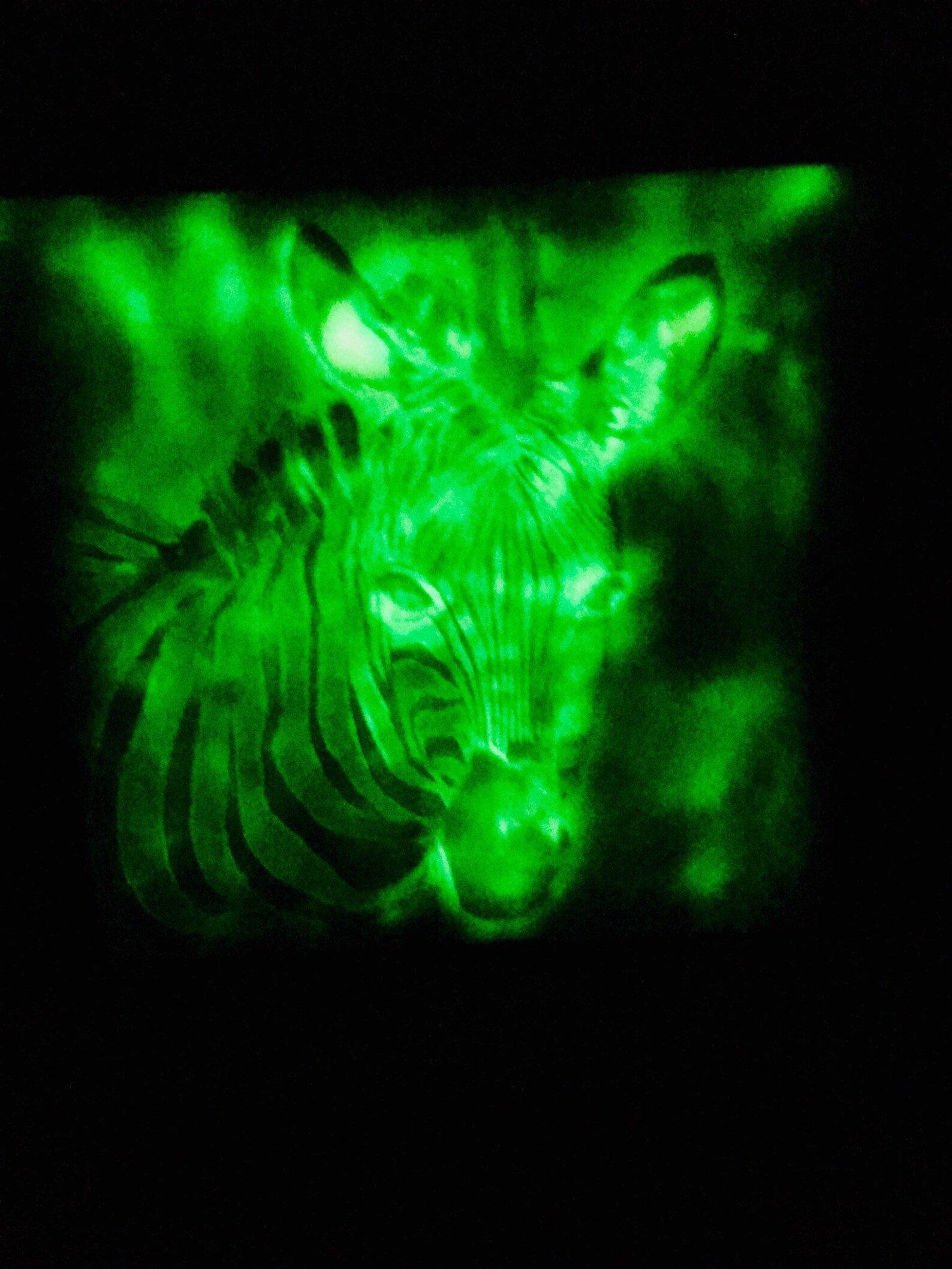 ZEBRA Glow-in-the Dark w / gratis UV-Blacklight para la | Etsy