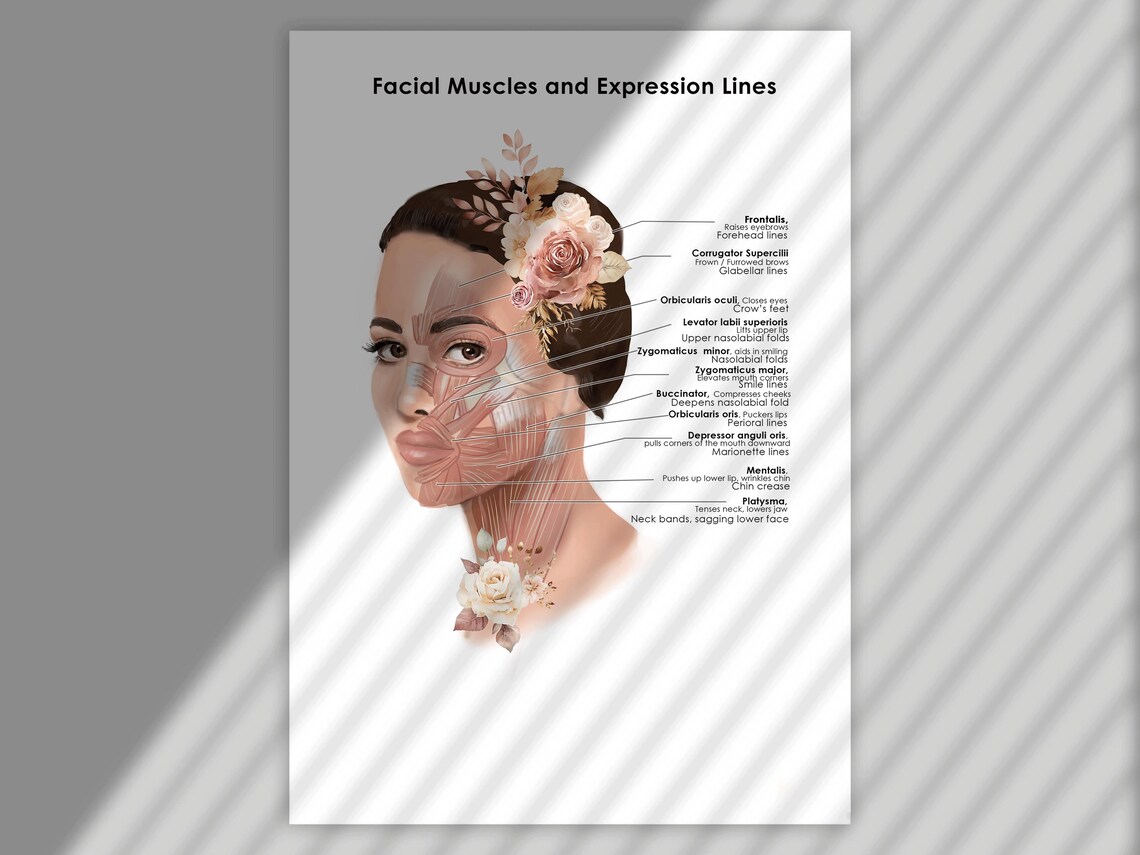 Facial Anatomy Art Print | Facial Muscles & Expression Lines Poster ...