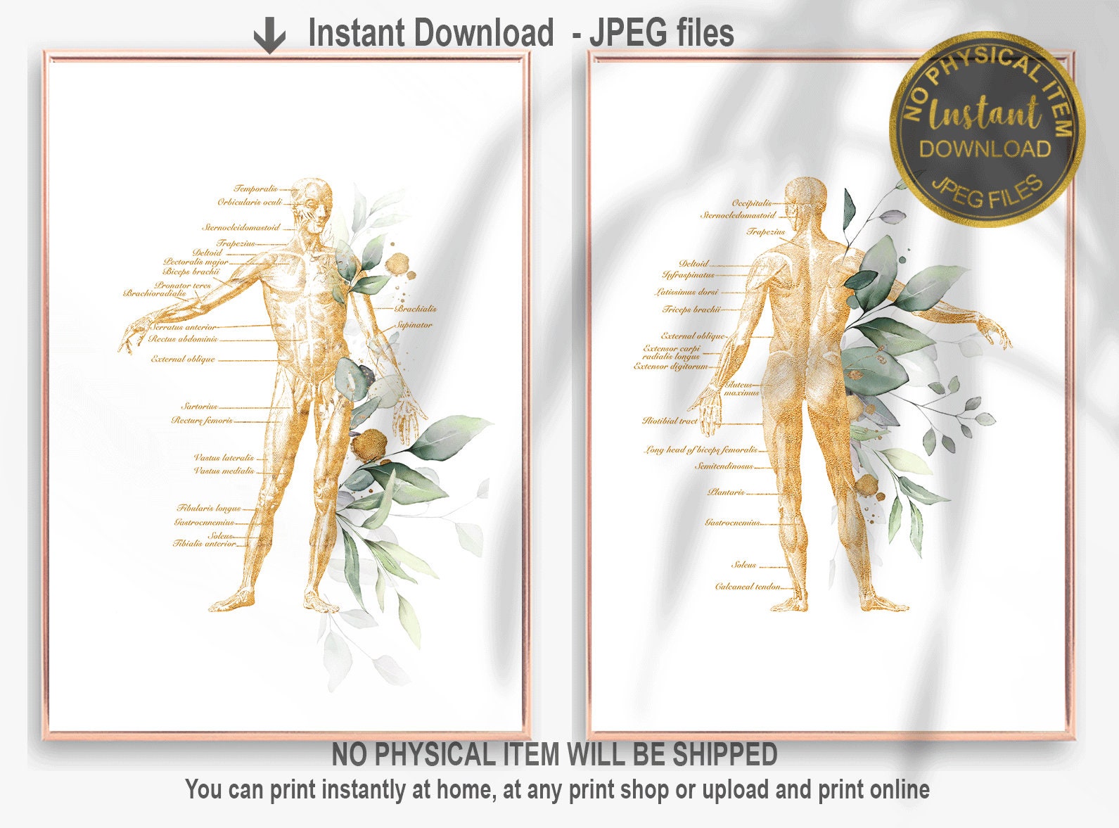 Muscular System Art Anatomy Art Set Medical Art Set Massage | Etsy UK