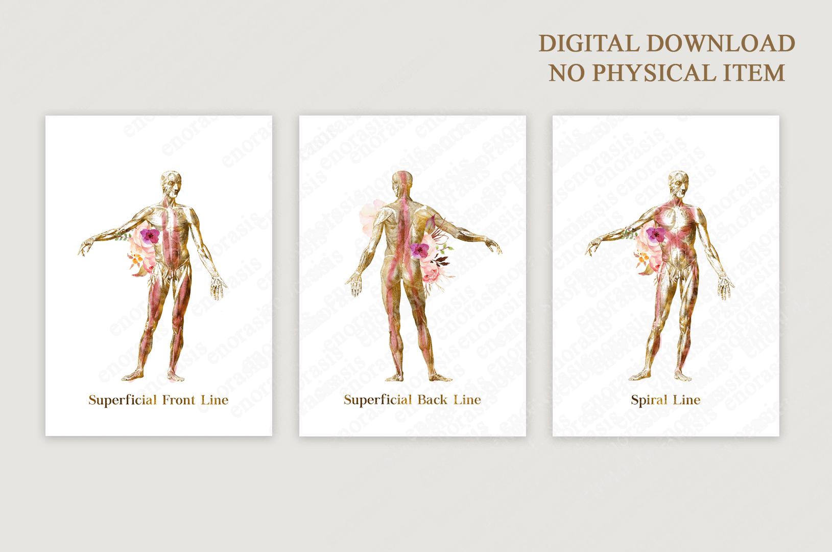 Myofascial Lines Poster Set | Superficial Front Back & Spiral Line ...