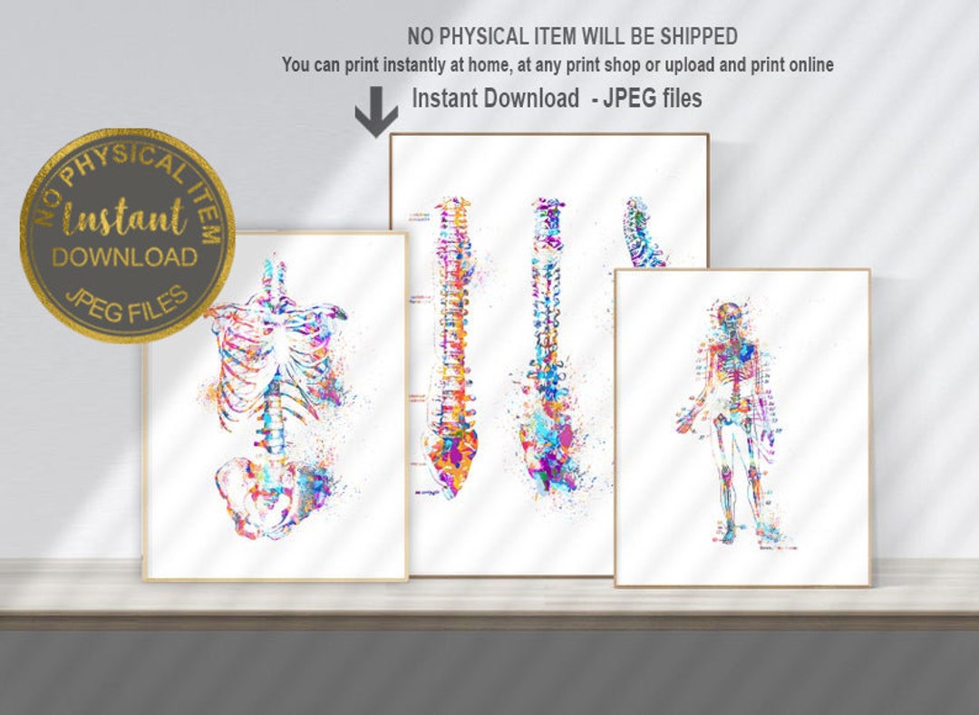 Anatomy Print Set, Human Anatomy Wall Art, Medical Office Decor, Doctor ...