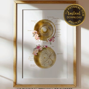 Ophthalmology Gift Ophthalmologist Gift Ophthalmology Art - Etsy