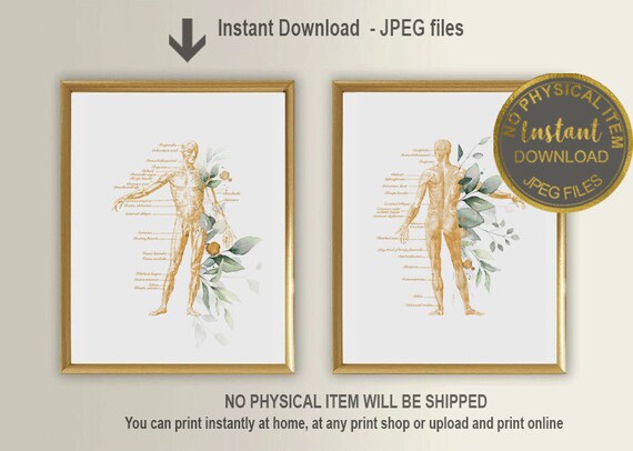 Prints Digital Prints Muscles Anatomy Art Physical Therapist Office ...
