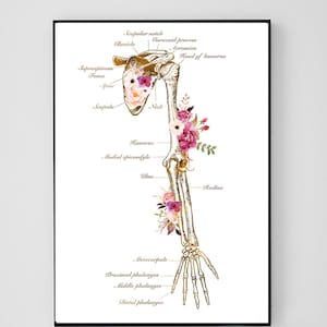Skeletal System Print, Arm Bone Art, Human Arm, Anatomy Art ...