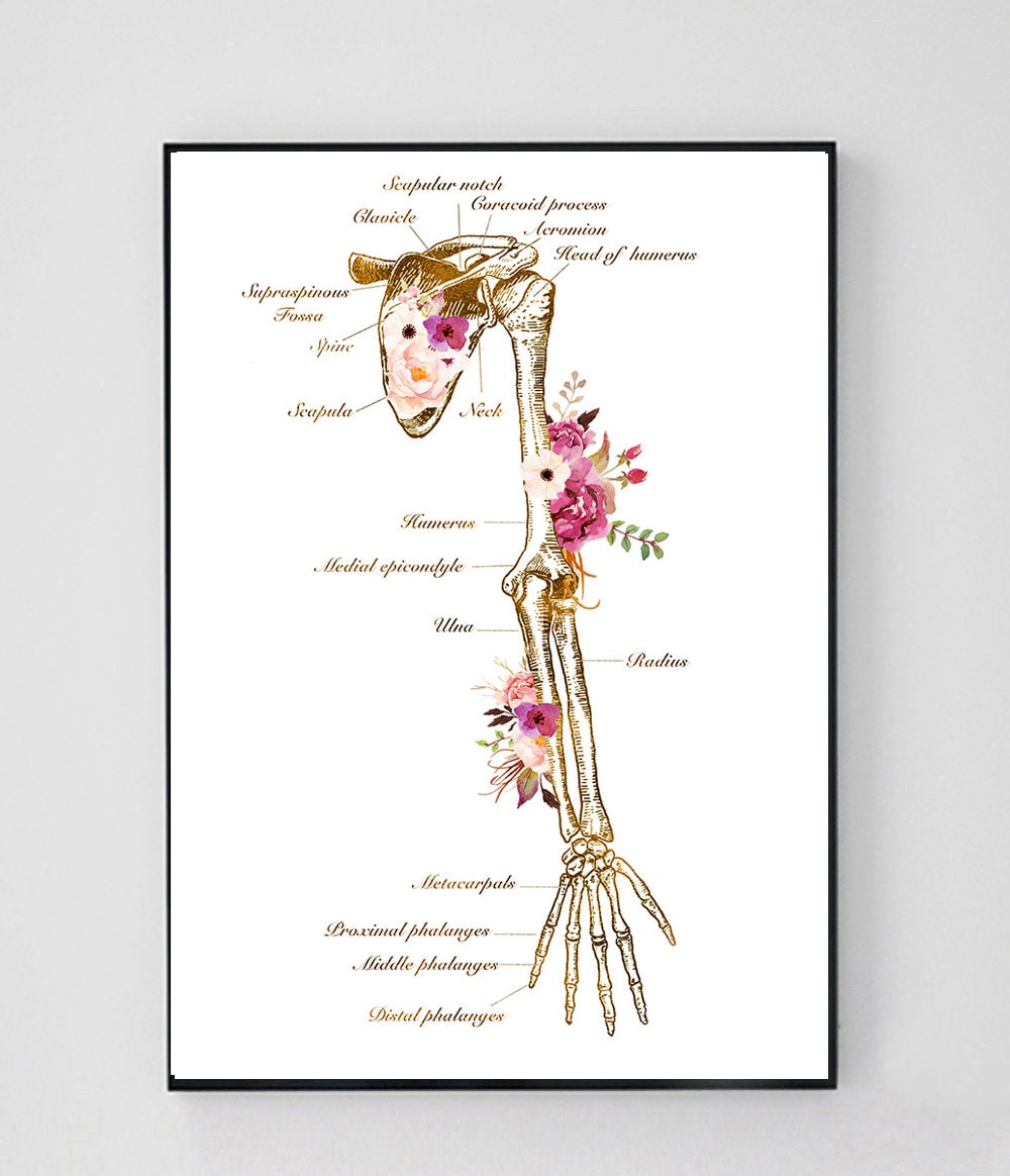 Skeletal System Print Arm Bone Art Human Arm Anatomy Art | Etsy