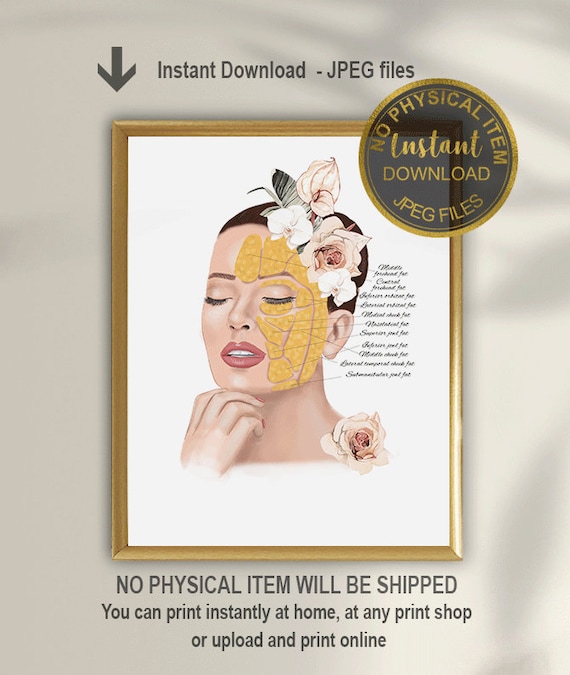 Fat Pads of the Face Anatomy Aesthetics Decor Nurse - Etsy