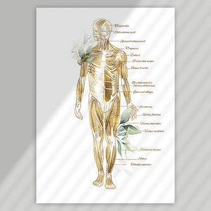 Muscular System Poster, Human Anatomy Art, Printable Art, Body Muscles ...