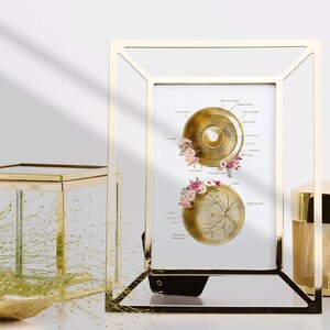 Ophthalmology Gift, Ophthalmologist Gift, Ophthalmology Art ...