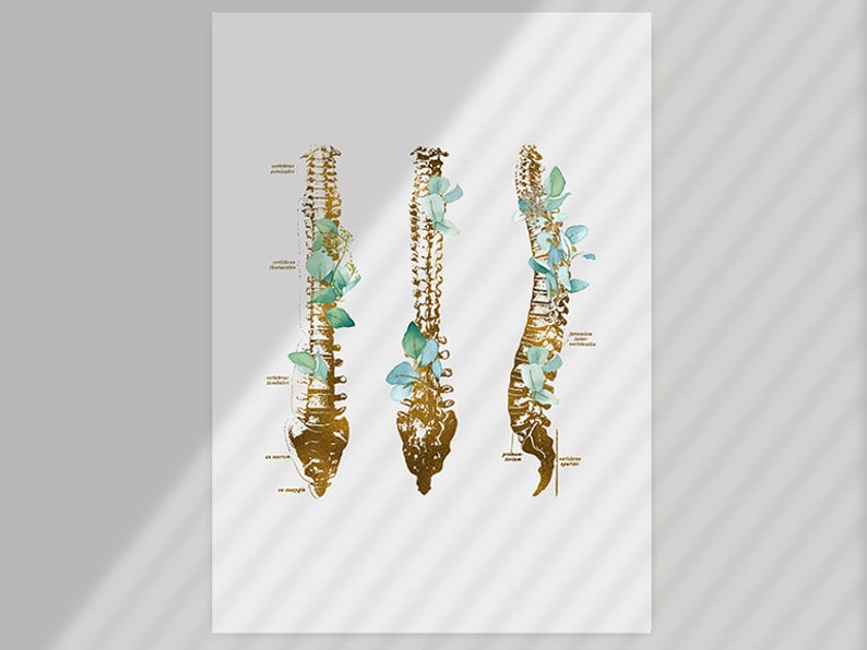 Spine Print Chiropractic Gift Chiropractic Office Decor - Etsy