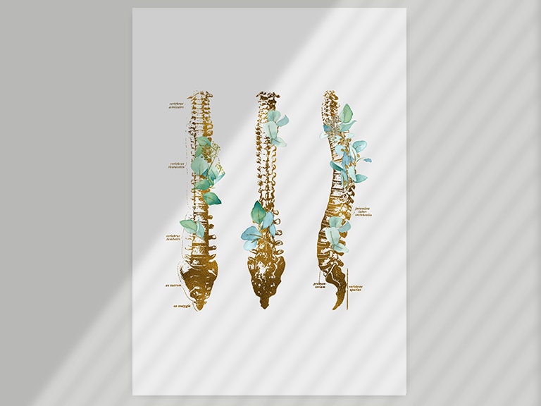 Spine Print Chiropractic Gift Chiropractic Office Decor - Etsy