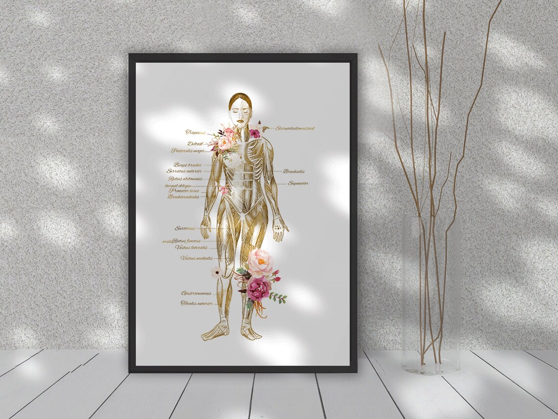 Female Muscular System Print, Muscular System Art, Massage Therapist ...