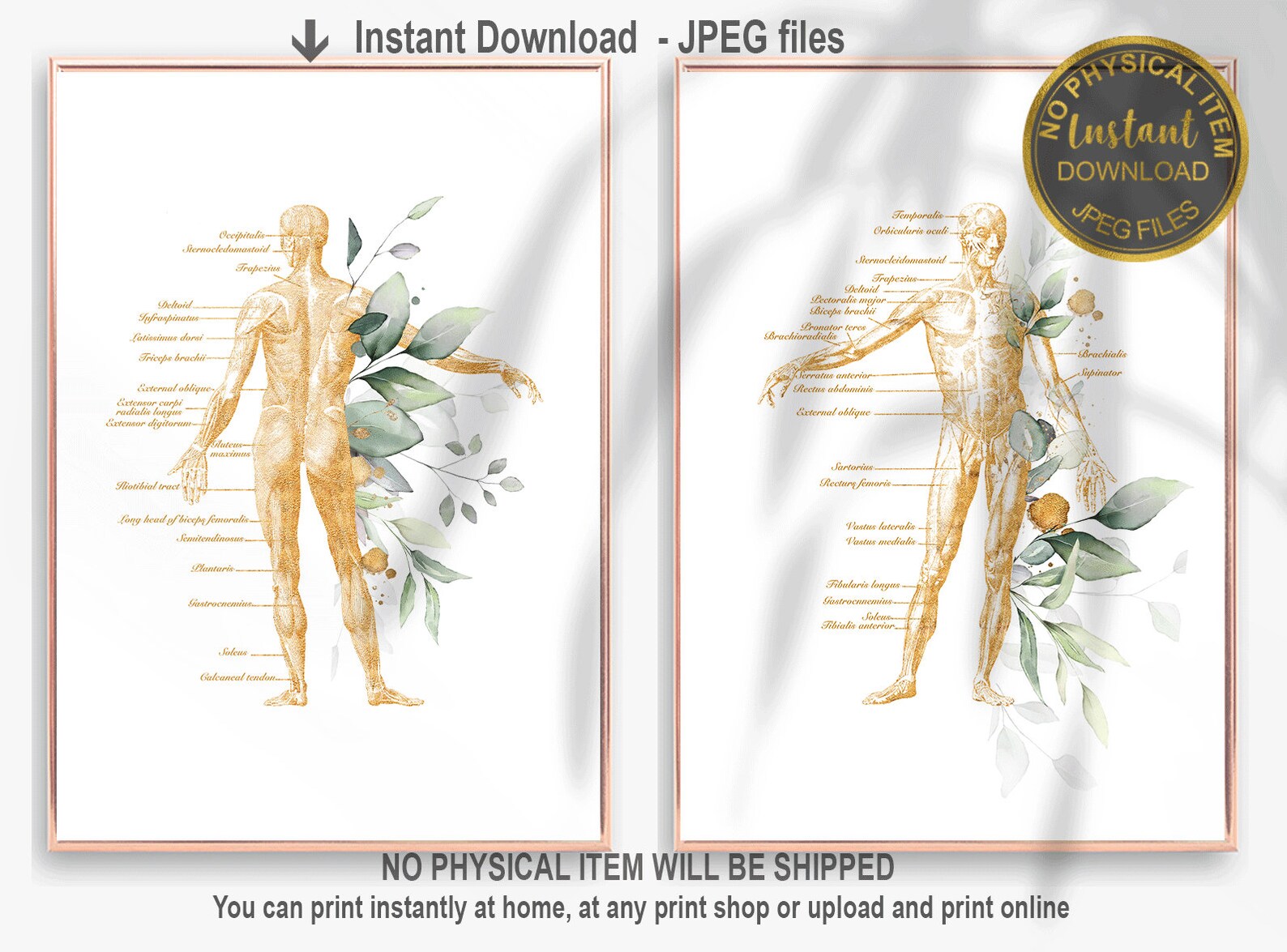 Anatomy Art Muscle Poster, Muscular System Wall Art, Medical Office ...
