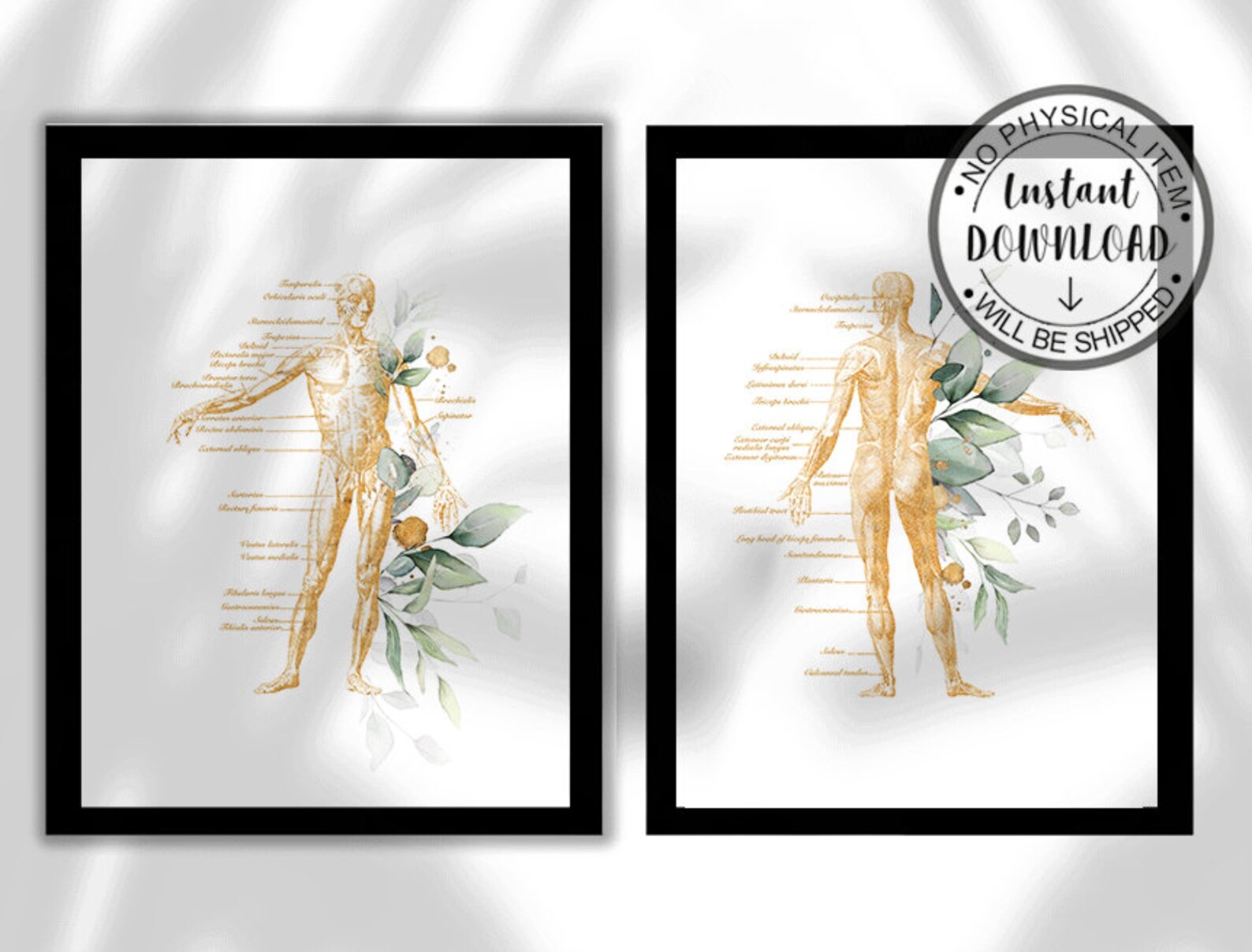 Muscular System Art Anatomy Art Set Medical Art Set Massage - Etsy