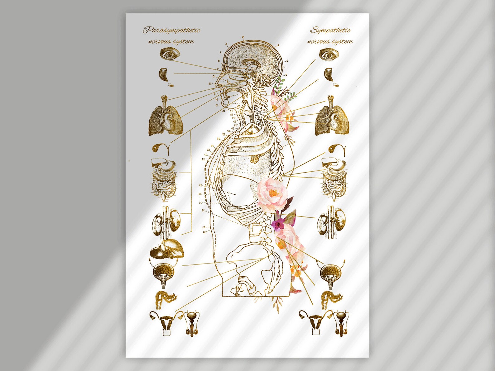 Autonomic Nervous System Print, Neuroscience Art, Neuroscience Gift ...