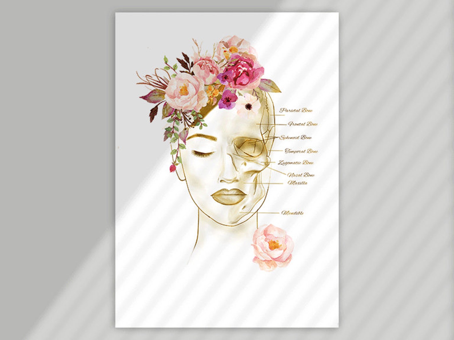 Facial Bones Art Print Printable Skull Anatomy Art Plastic - Etsy