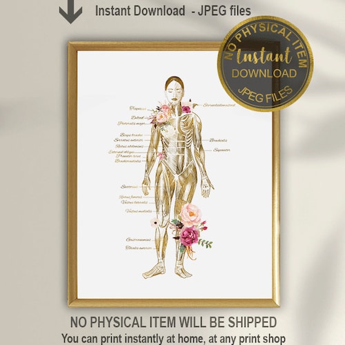 Female Muscular System Print Muscular System Art Massage - Etsy