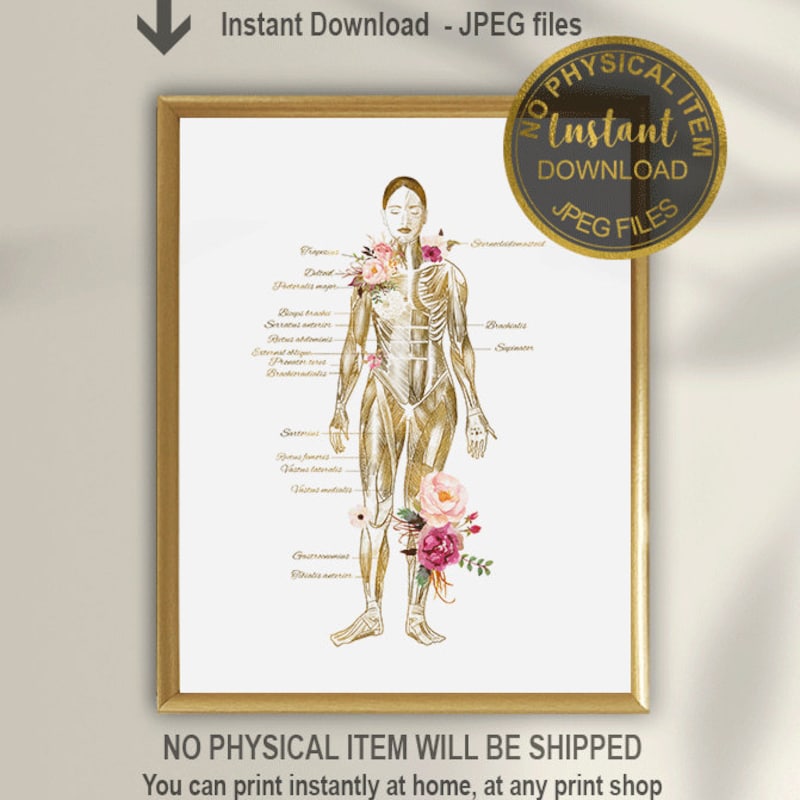 Muscular System Framed - Etsy