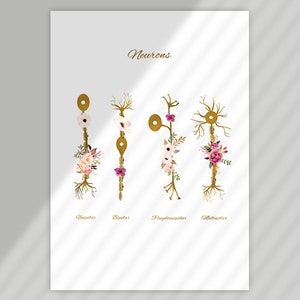 Neuroscience Art, Nerve Cells, Types of Neurons, Biology Art, Neuron ...